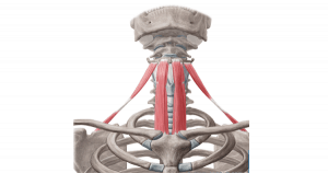 Infrahyoid muscles - New