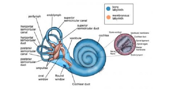 Labyrinth - www.medicoapps.org