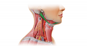 Suprahyoid muscles - New