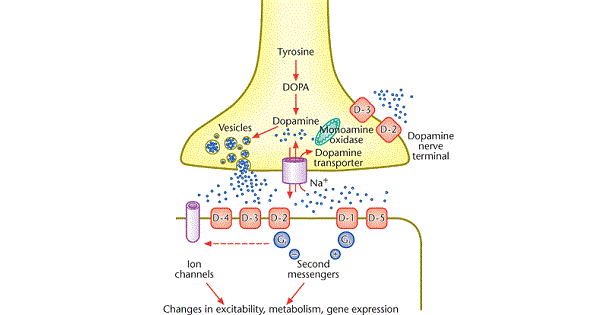 Dopamine - www.medicoapps.org