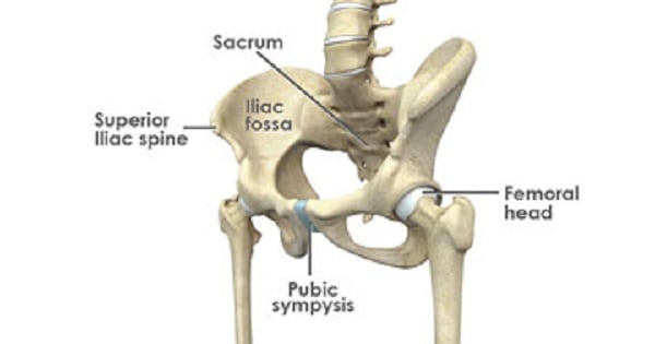 Hip joint - New