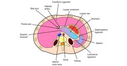 Peritoneal cavity- lesseer sac & greater sac - New