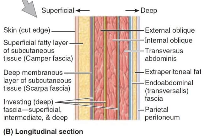 Anterior Abdominal Wall - New