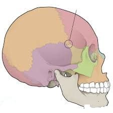Important Facts About Osteology Of Head & Neck - New