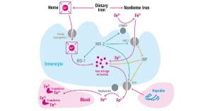 Absorption Of Iron - New