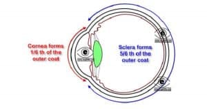 Anatomy Of Sclera - New