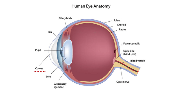 Anatomy Of Cornea - www.medicoapps.org