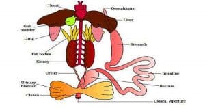 Digestion And Absorption Of Fats - New