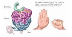 Digestion In Small Intestine - Motility, Secretion & Control - New