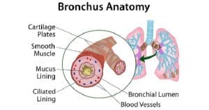 Extrapulmonary & Intrapulmonary Bronchus - New