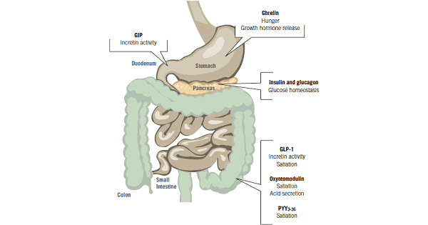 Gastrointestinal Hormones - www.medicoapps.org