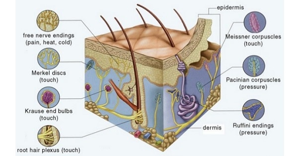 General Exteroreceptors - www.medicoapps.org