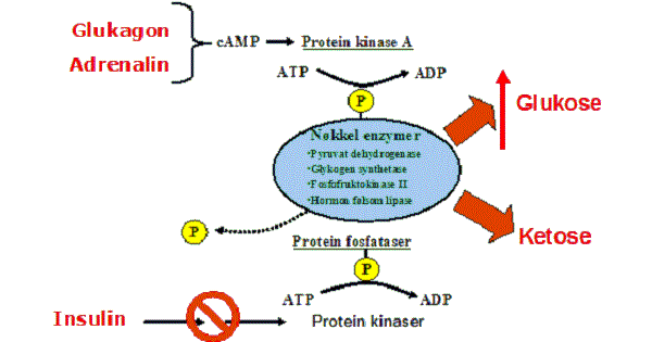 Insulin - Receptors And Regulation Of Secretion - www.medicoapps.org