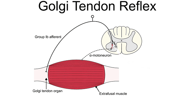 Inverse Stretch Reflex - www.medicoapps.org