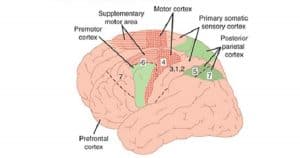 Neocortex - Organization & Functions - New