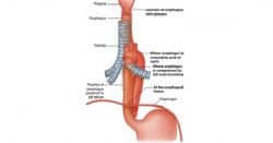 Anatomy Of Esophagus And Trachea Diagram Of Esophagus And Trachea ...