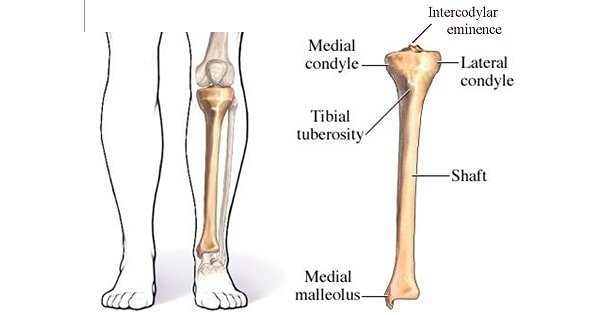 Tibia Bone - www.medicoapps.org
