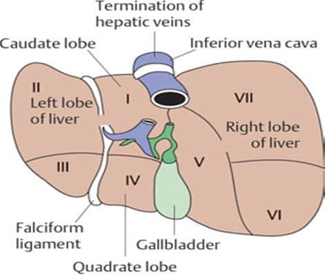 Quadrate Lobe Of Liver