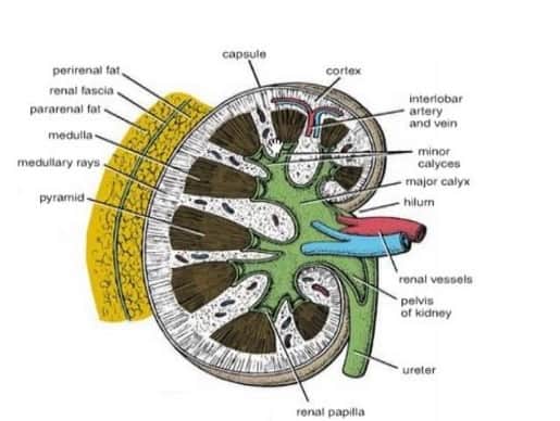 1522162480 - www.medicoapps.org