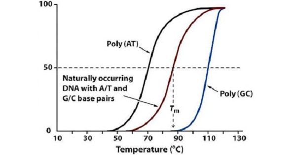 Denaturation Of Dna - www.medicoapps.org
