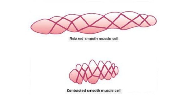Important Factors & Features Of Smooth Muscle Contraction - New