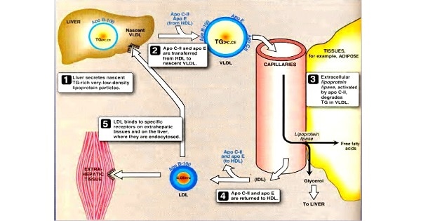 Metabolism of VLDL - www.medicoapps.org