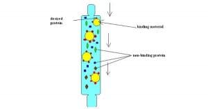 Separation Techniques of Protein - New