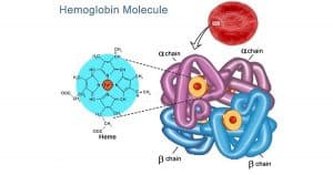 Structure of Hemoglobin - New