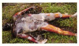 Late Postmortem changes - Putrefaction - www.medicoapps.org