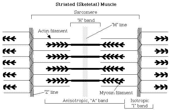 SKELETAL MUSCLE PHYSIOLOGY - STRUCTURE & TYPES OF MUSCLE FIBERS - New