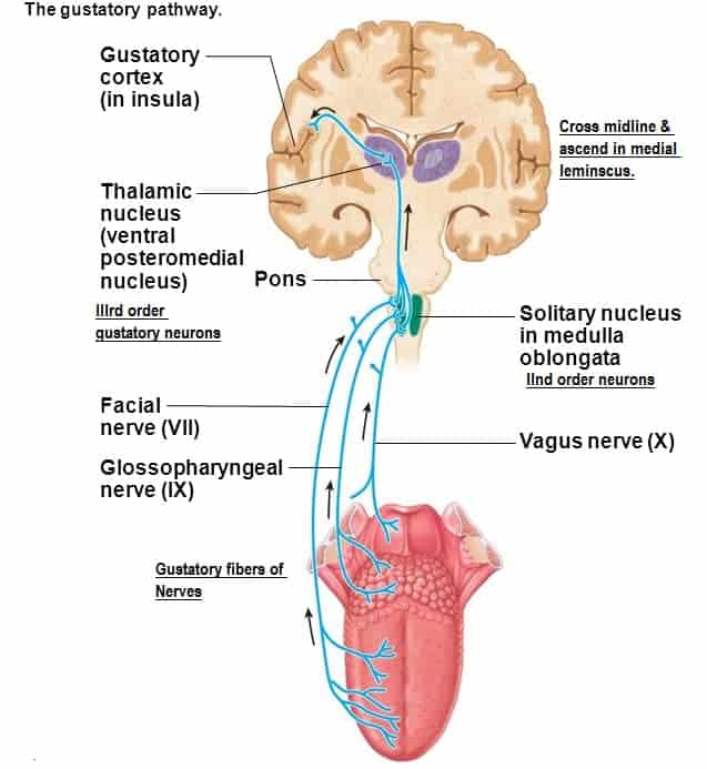 GUSTATION - www.medicoapps.org