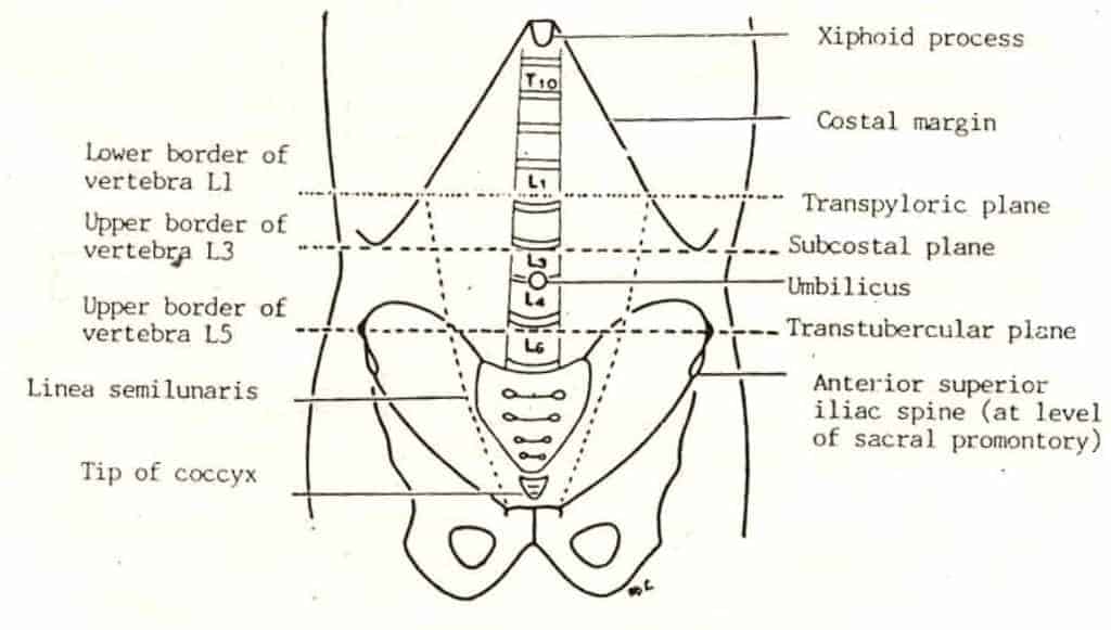 ANTERIOR ABDOMINAL WALL - www.medicoapps.org