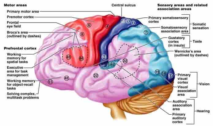FUNCTIONAL AREAS OF CEREBRAL CORTEX - www.medicoapps.org