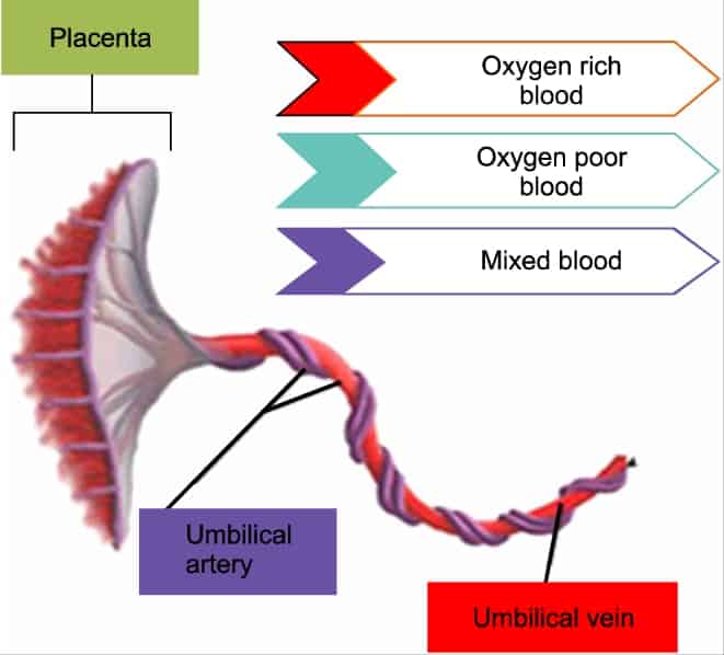 Umbilical Cord - www.medicoapps.org