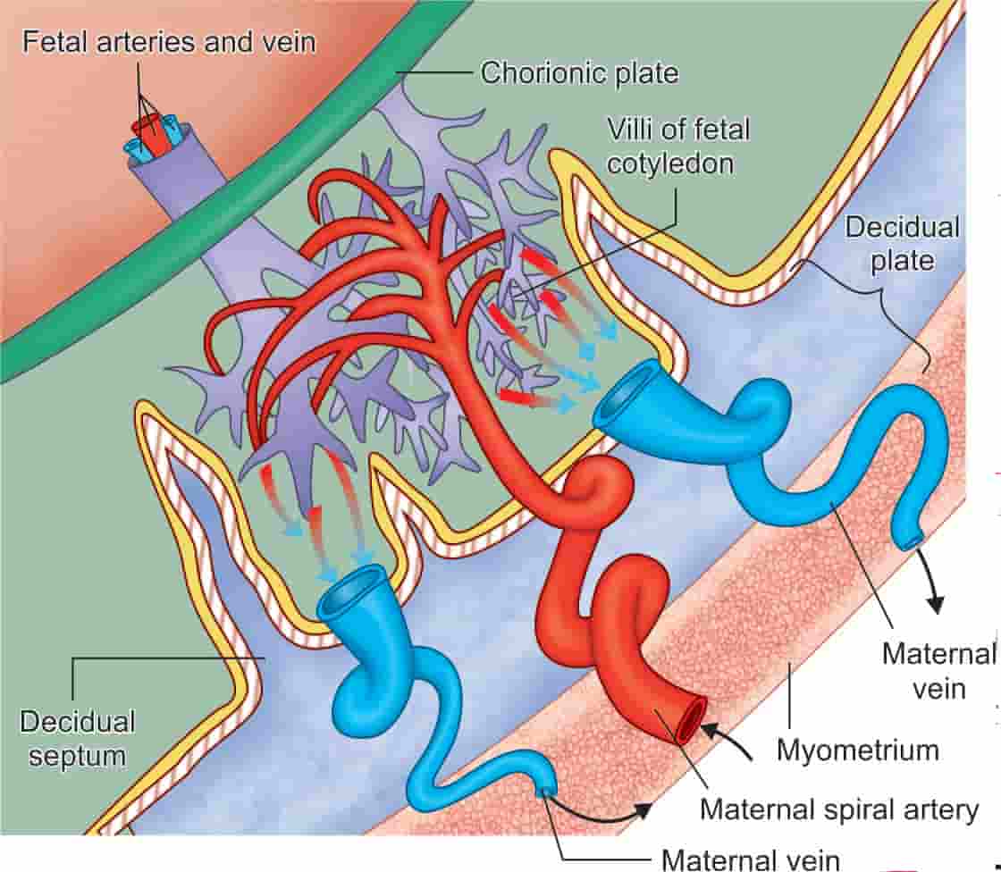Fetal circulation - New
