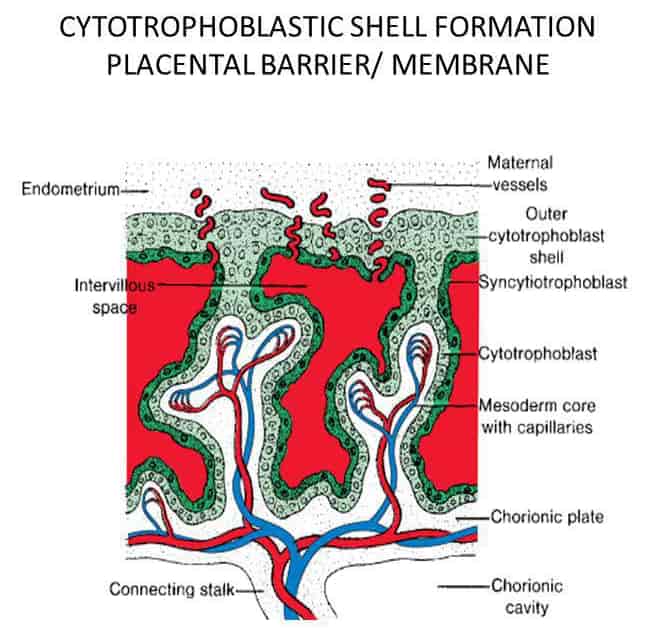 Fetal circulation - New