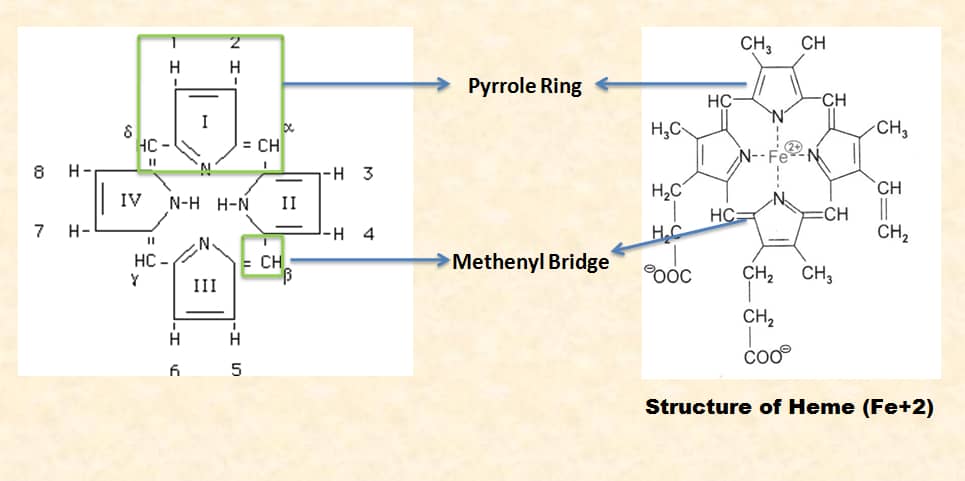 STRUCTURE OF HEME - New