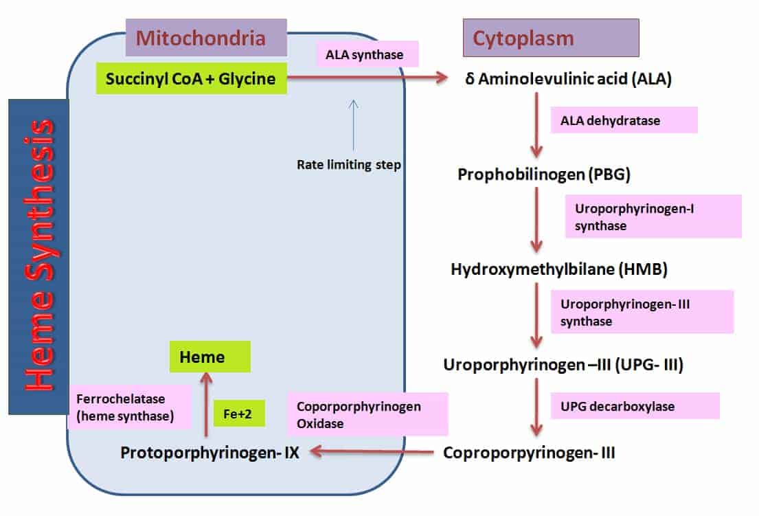 Biosynthesis of Heme - www.medicoapps.org