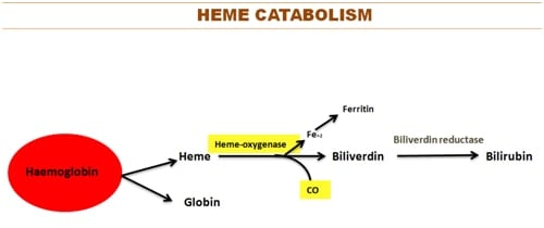 Heme Catabolism - New