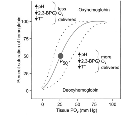 Structure of Hemoglobin - New