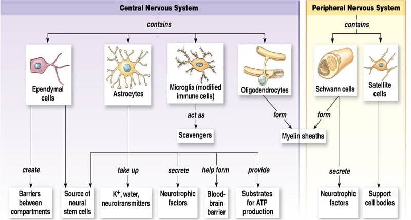 CELLULAR ELEMENTS OF CNS - New
