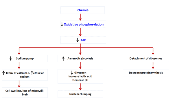 Reverible cell injury flowchart - New