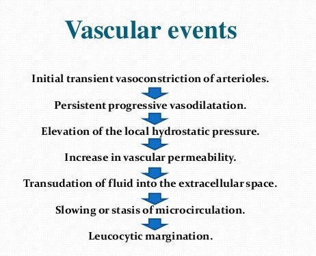 ACUTE INFLAMMATION- Vascular events - www.medicoapps.org