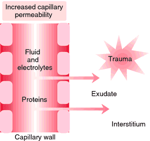 capillary permeability - New