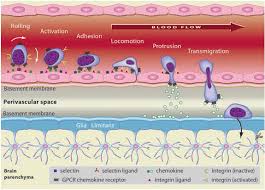 Acute inflammation- cellular events - New