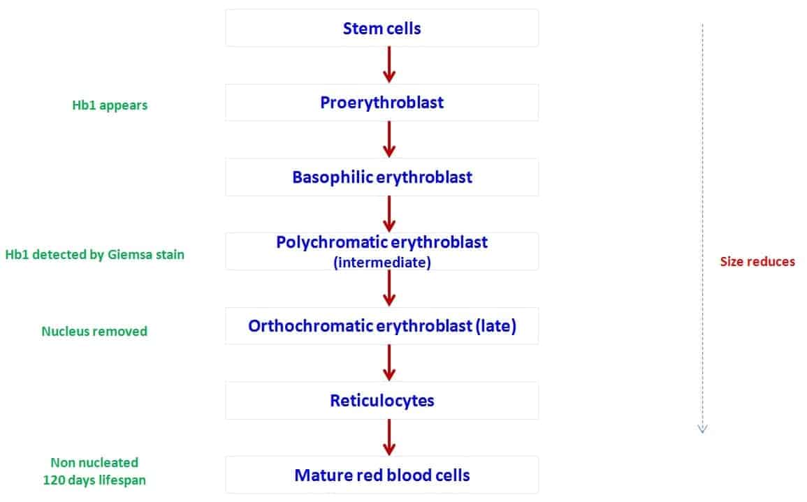 erythroid series-min - New