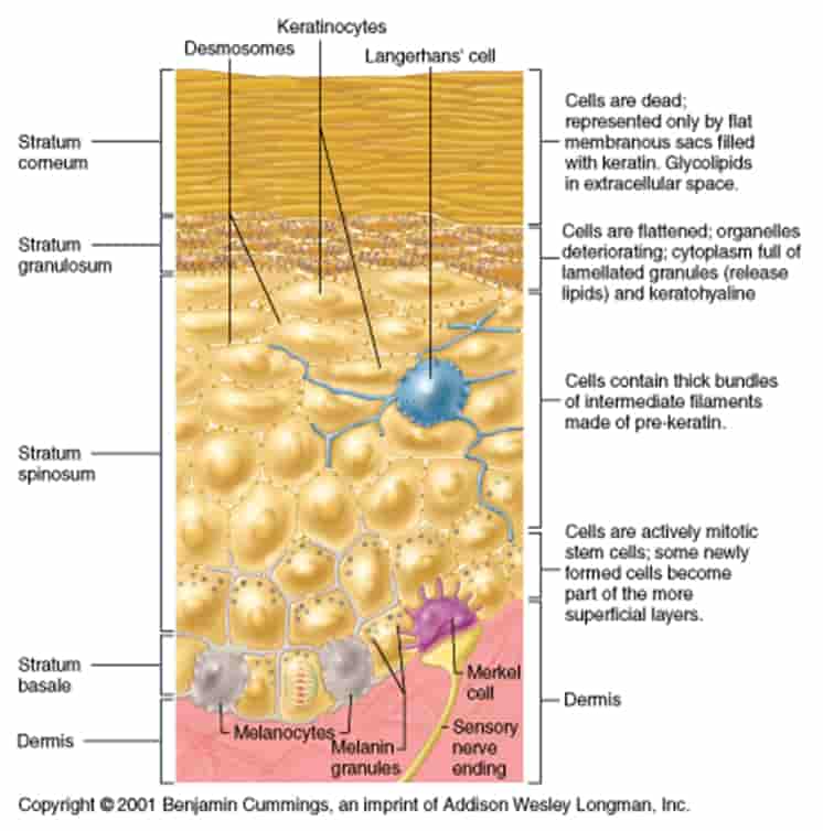Integumentary System - New