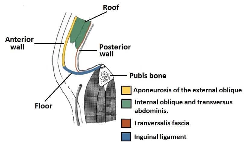 INGUINAL CANAL - www.medicoapps.org