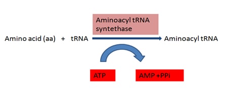 Activation Protein Synthesis