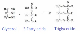TRIACYLGLYCEROL - New